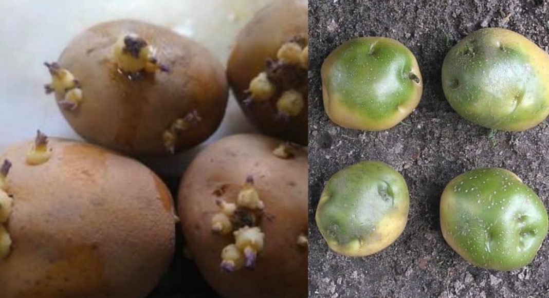 Jangan Makan Kentang Bertunas & Tukar Warna Hijau. Pakar Kimia Jelaskan ...